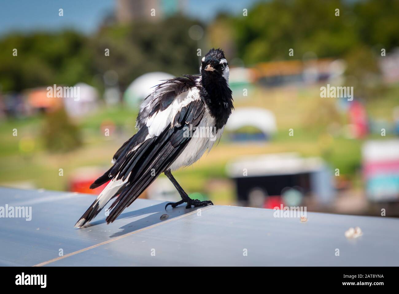 A black and white magpie bird sitting on an aluminium hand rail in the ...