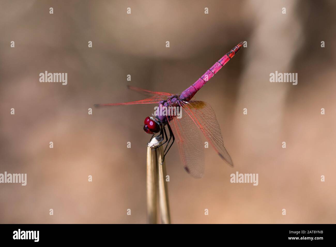 Male Violet Dropwing (Trithemis annulata), Monte Argentario, Italy ...