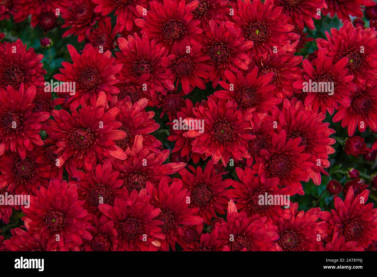 red chrysanthemum background, full frame Stock Photo - Alamy