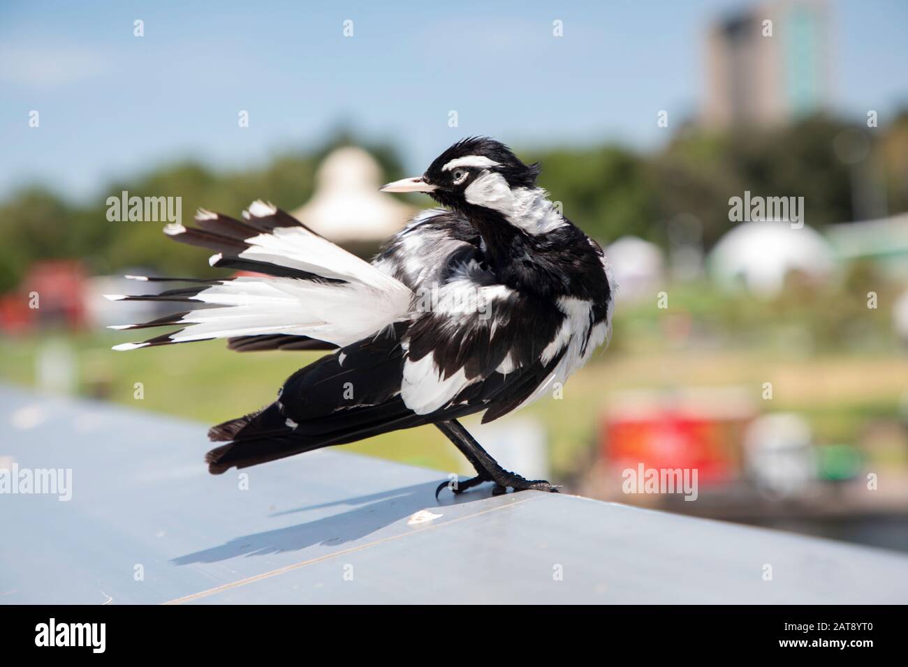 Australian magpie resting hi-res stock photography and images - Alamy