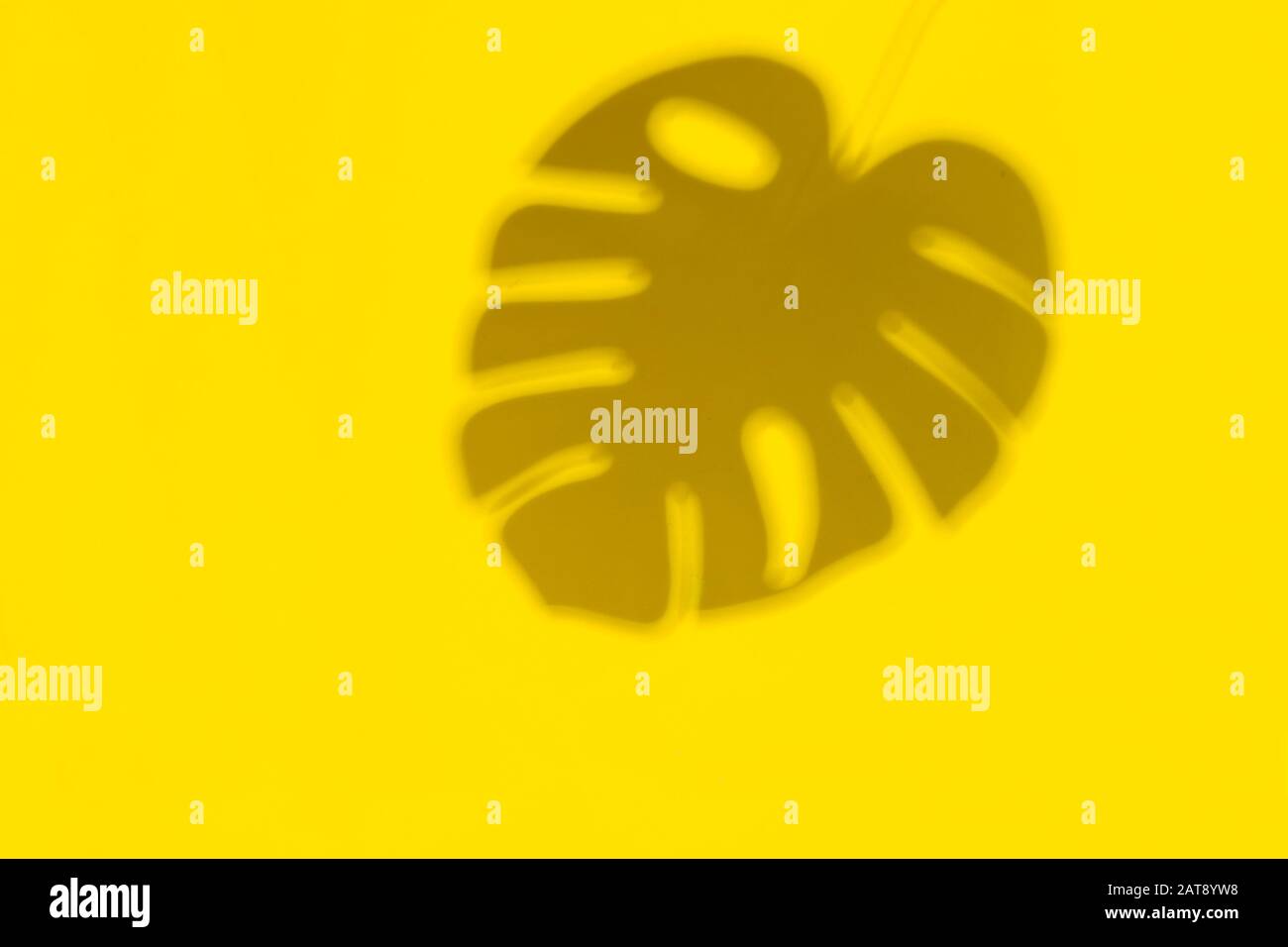 Shadow of tropical leaves and plants on a colored background. Minimal ...