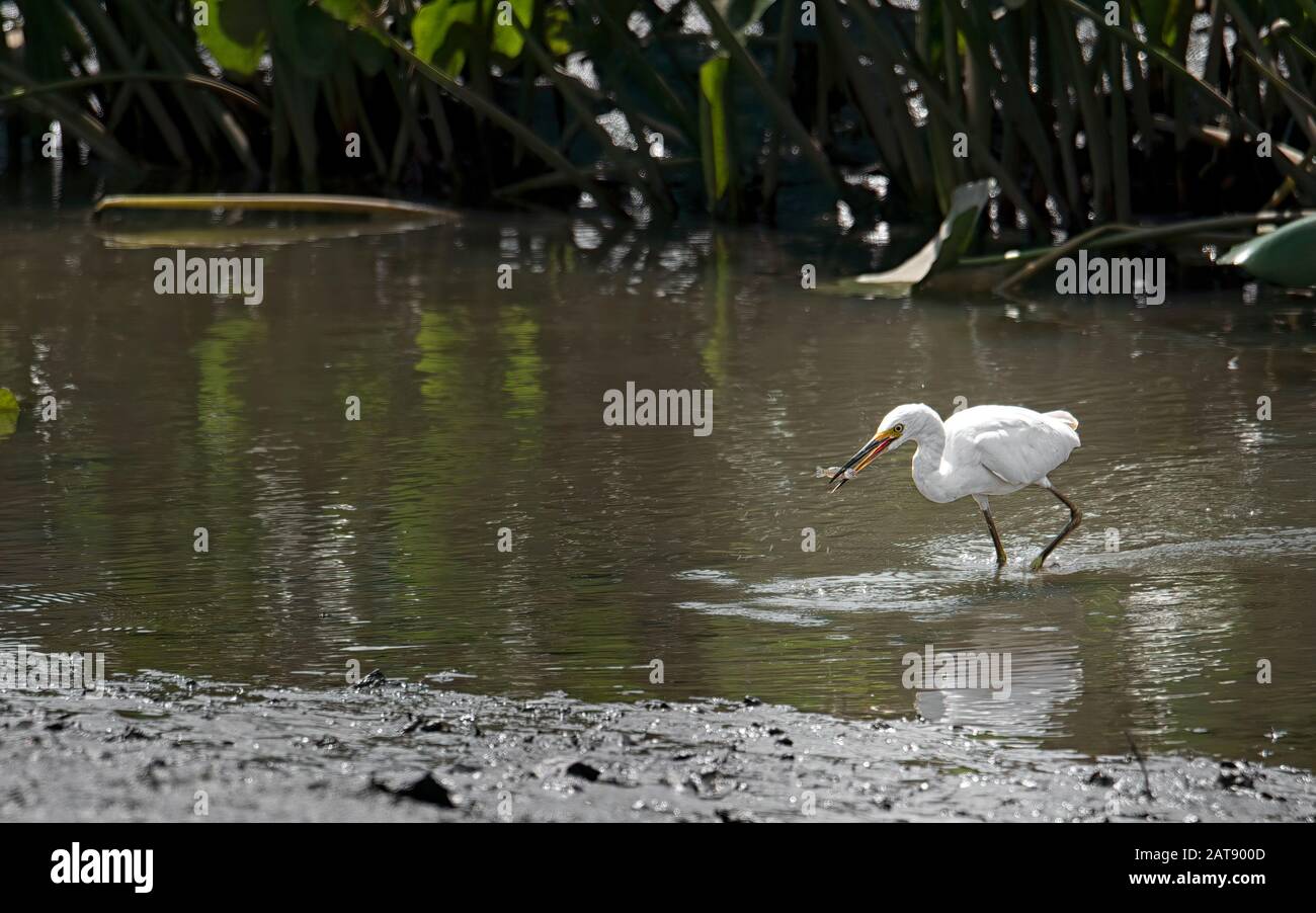 Poor fish hi-res stock photography and images - Alamy