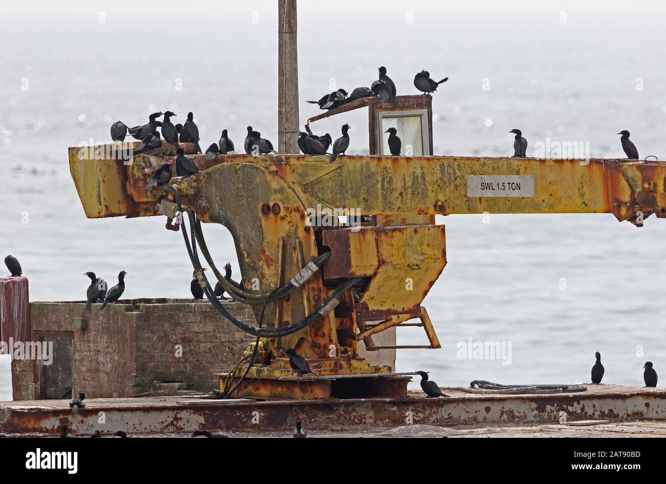 Loafing bird hi-res stock photography and images - Alamy