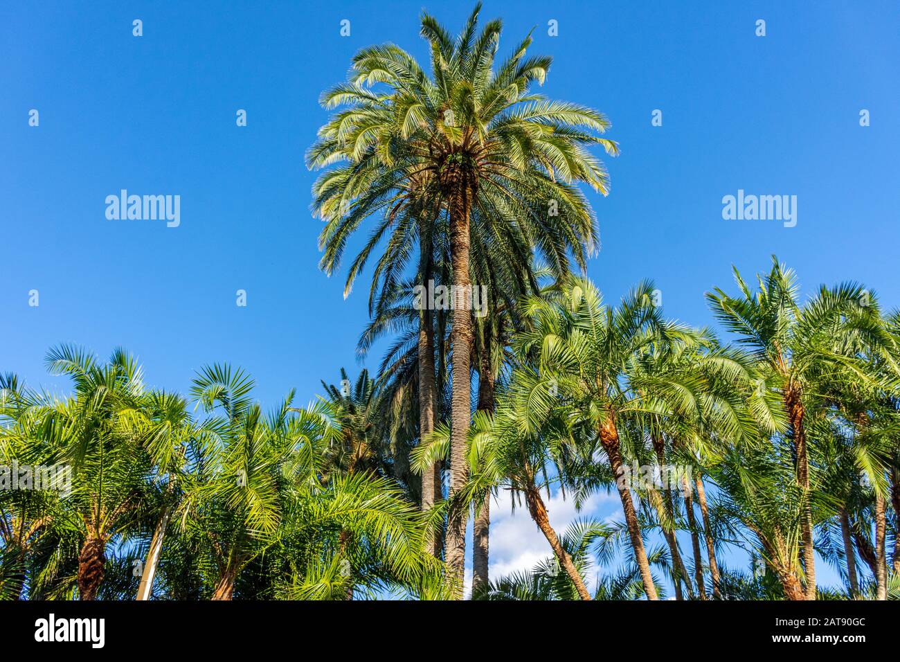 Italy, Naples, vegetation in public gardens Stock Photo - Alamy
