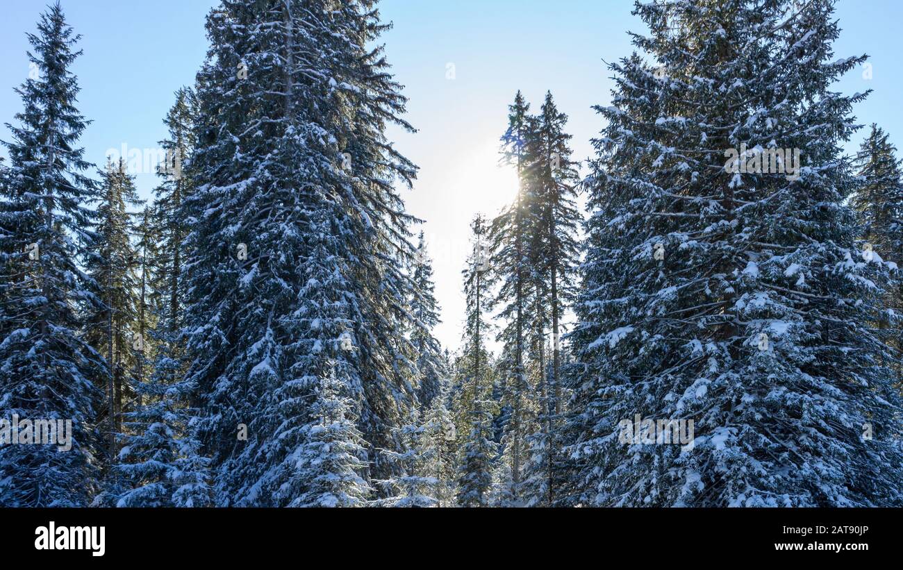 Winter forest of spruces tree in sunlight. Calm wintry morning scene ...
