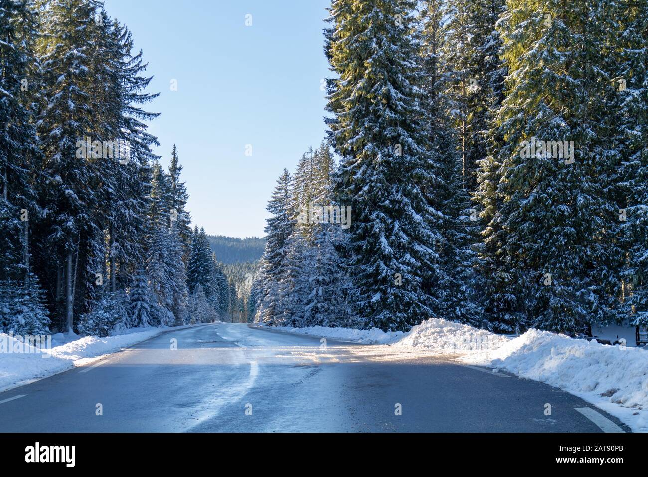 Winter road in spruce forest hi-res stock photography and images - Alamy