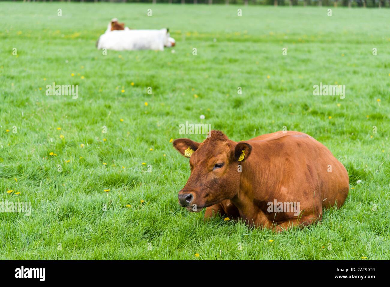 Koeien in een weiland; Domestic cows in a meadow. herds of free roaming ...