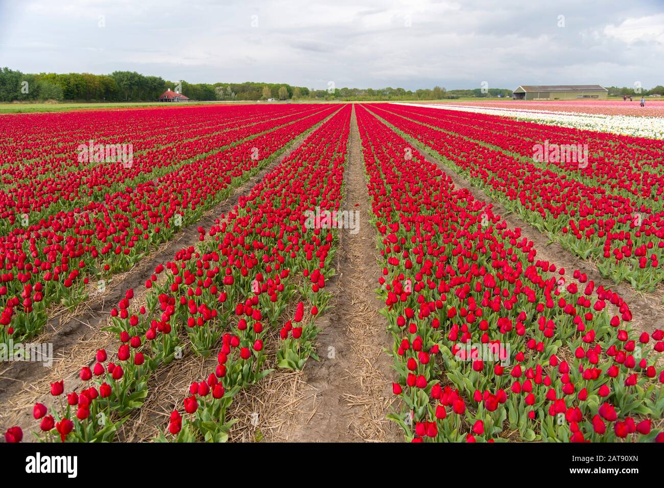 Tulips, the biggest symbol of beauty in netherlands. Field of tulips ...
