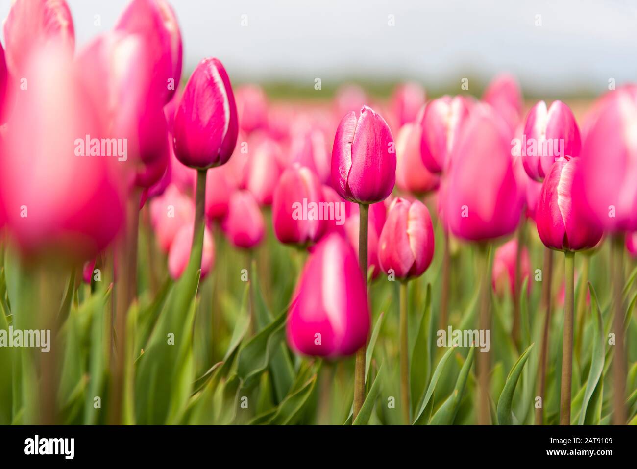 Tulips, the biggest symbol of beauty in netherlands. Field of tulips ...