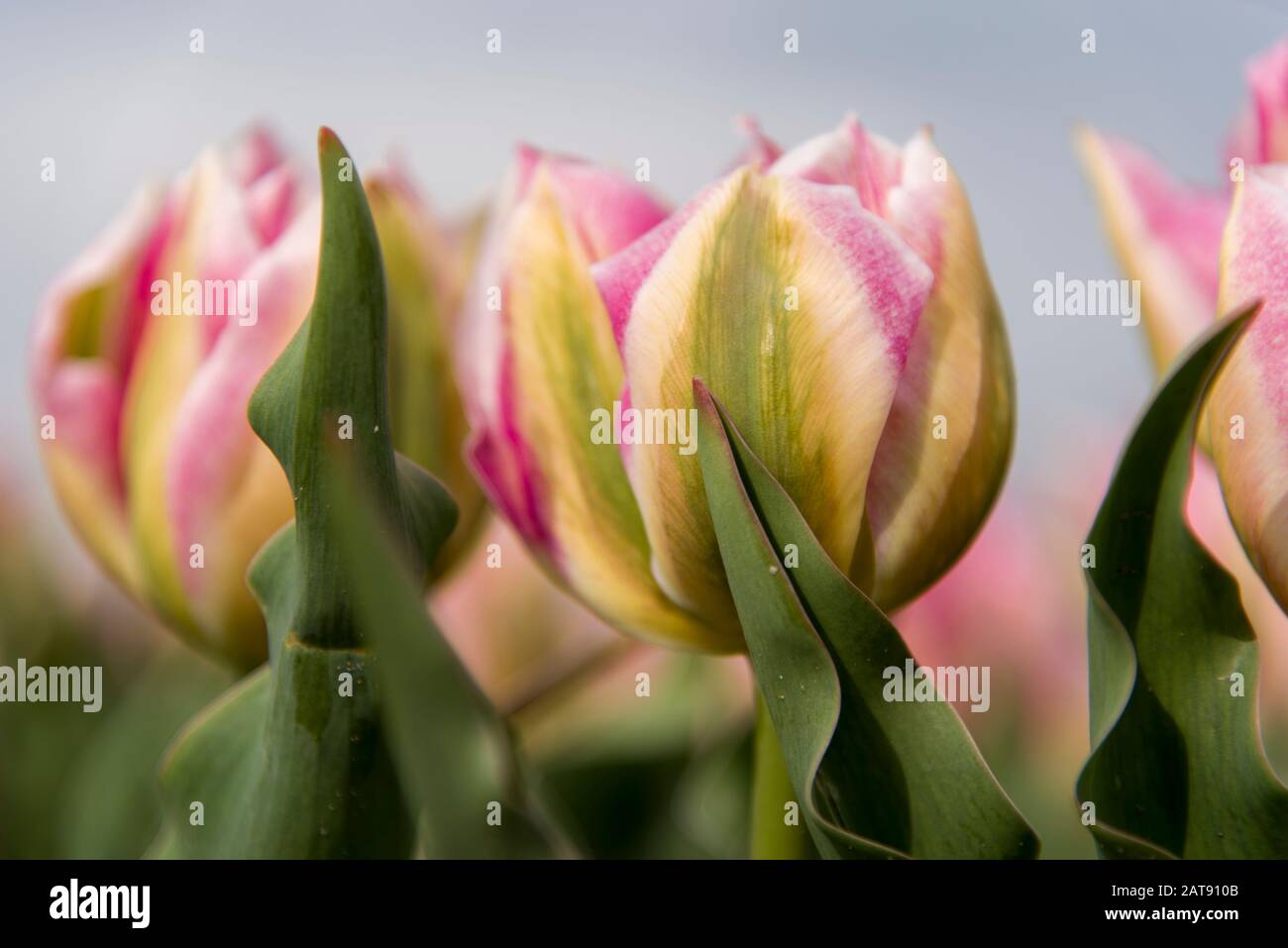 Tulips, the biggest symbol of beauty in netherlands. Field of tulips ...