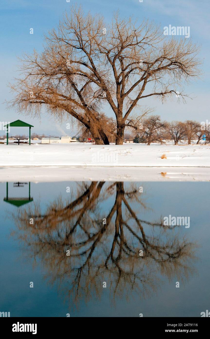 Beautiful scene tree reflecting hi-res stock photography and images - Alamy