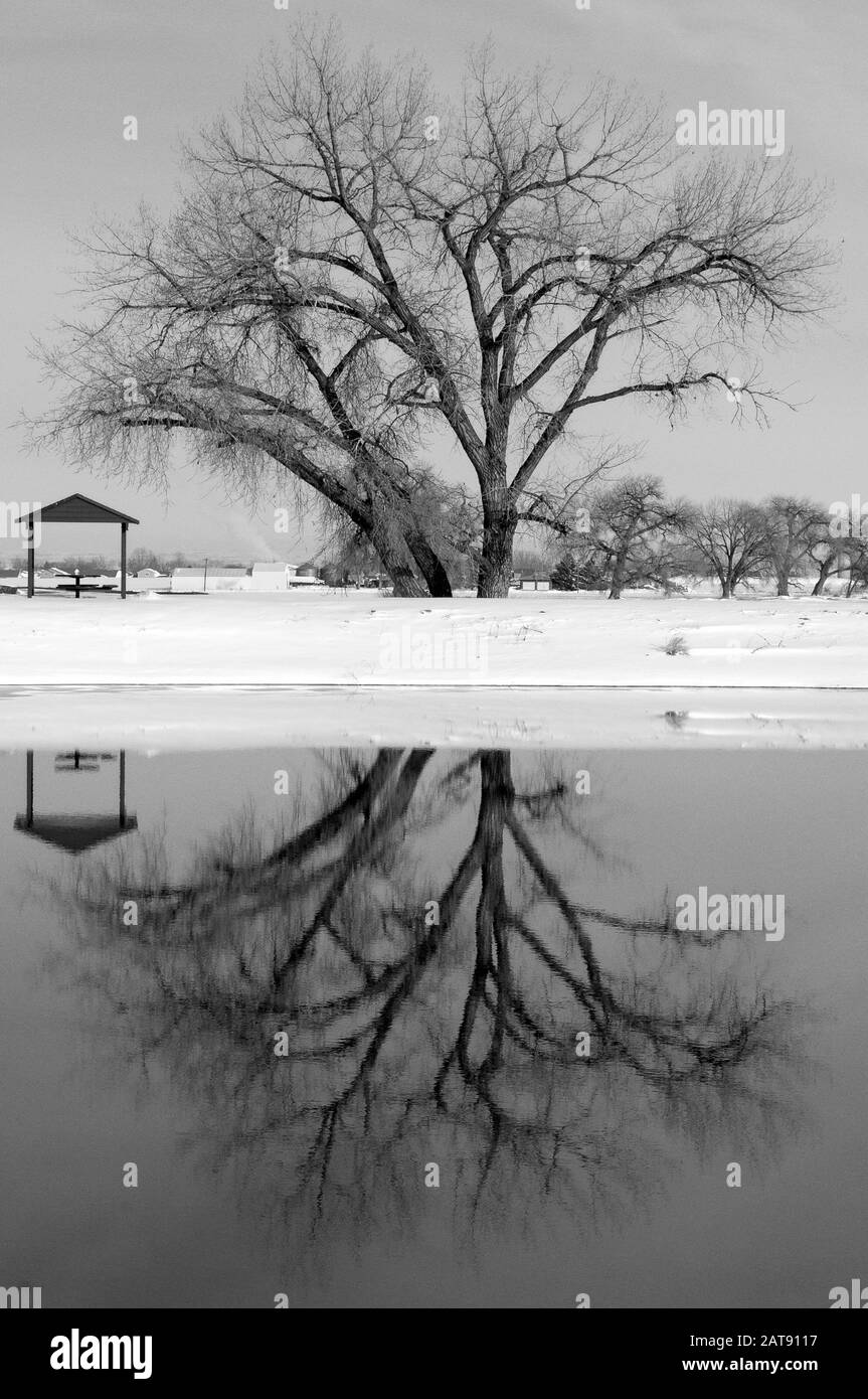 Winter background sunlight on Black and White Stock Photos & Images - Alamy