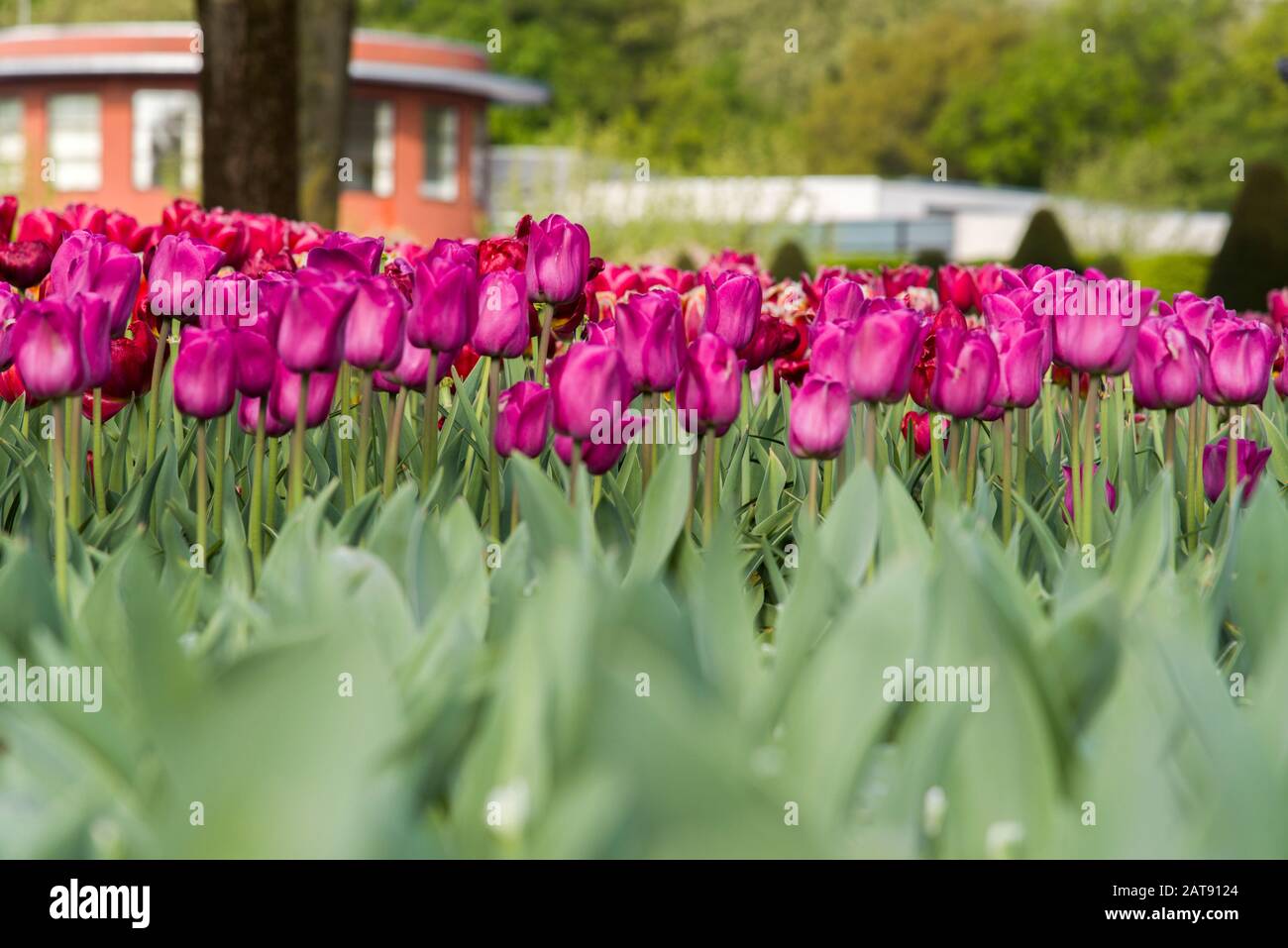 Tulips, the biggest symbol of beauty in netherlands. Field of tulips ...