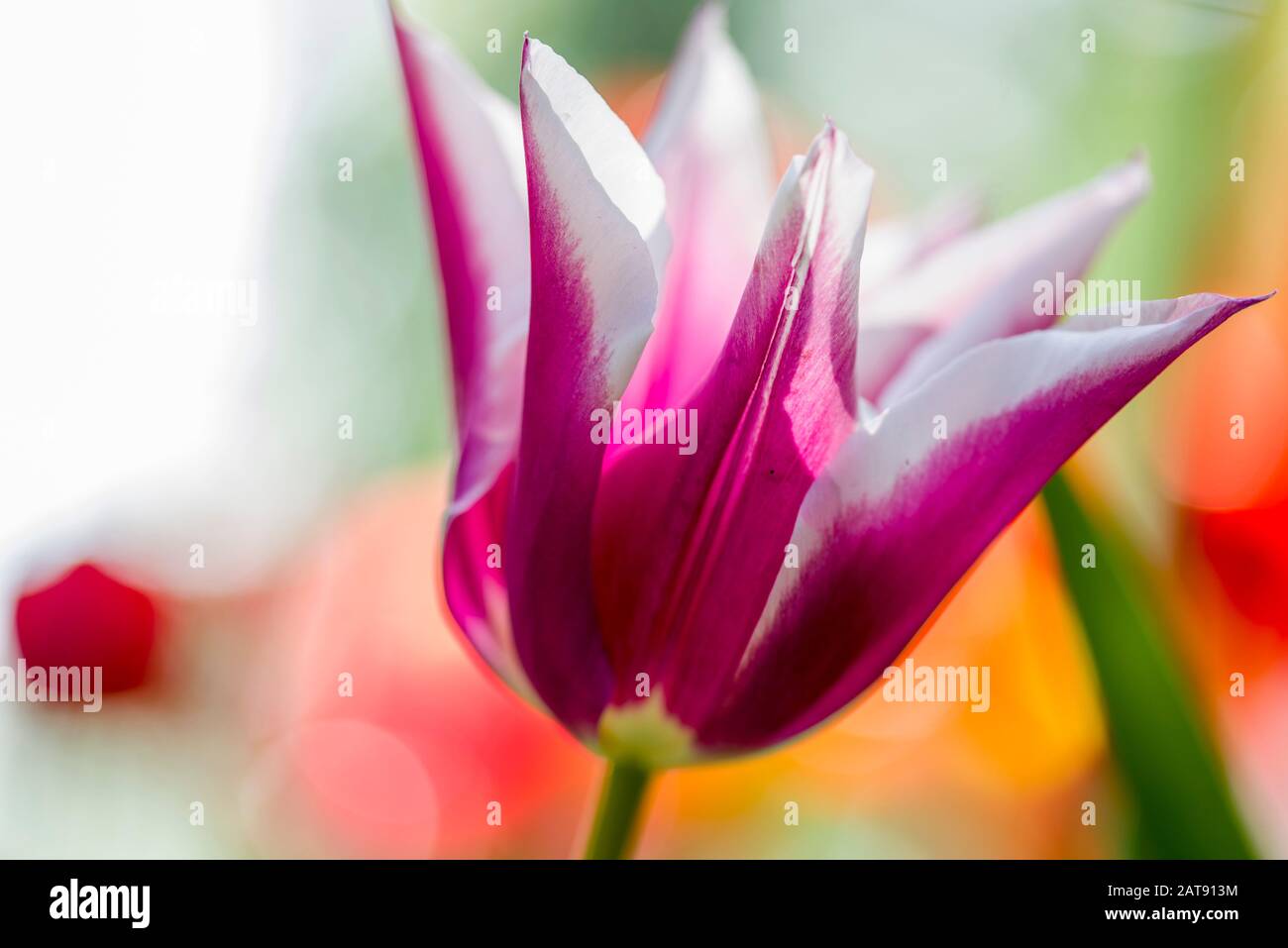 Tulips, the biggest symbol of beauty in netherlands. Field of tulips ...