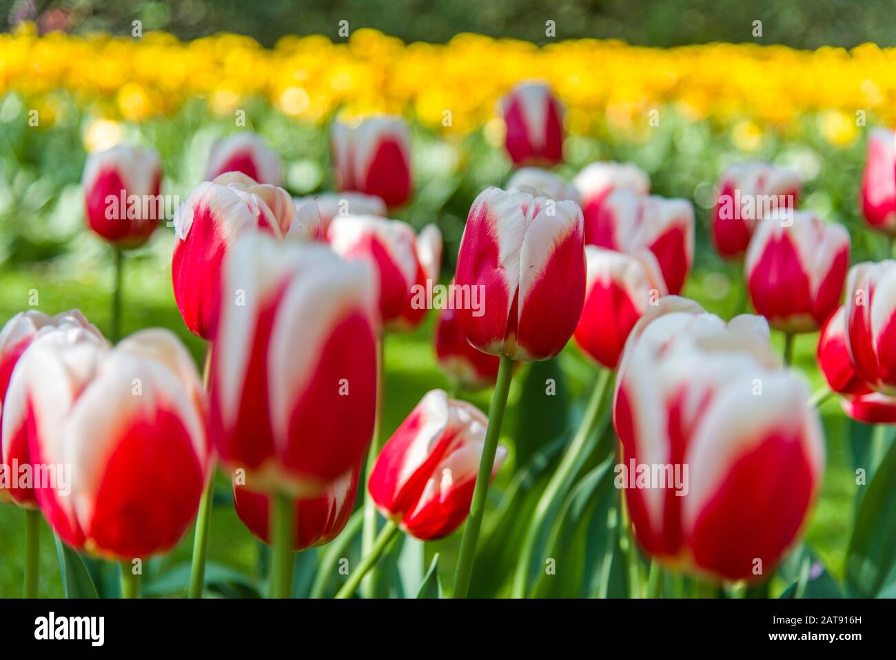 Tulips, the biggest symbol of beauty in netherlands. Field of tulips ...