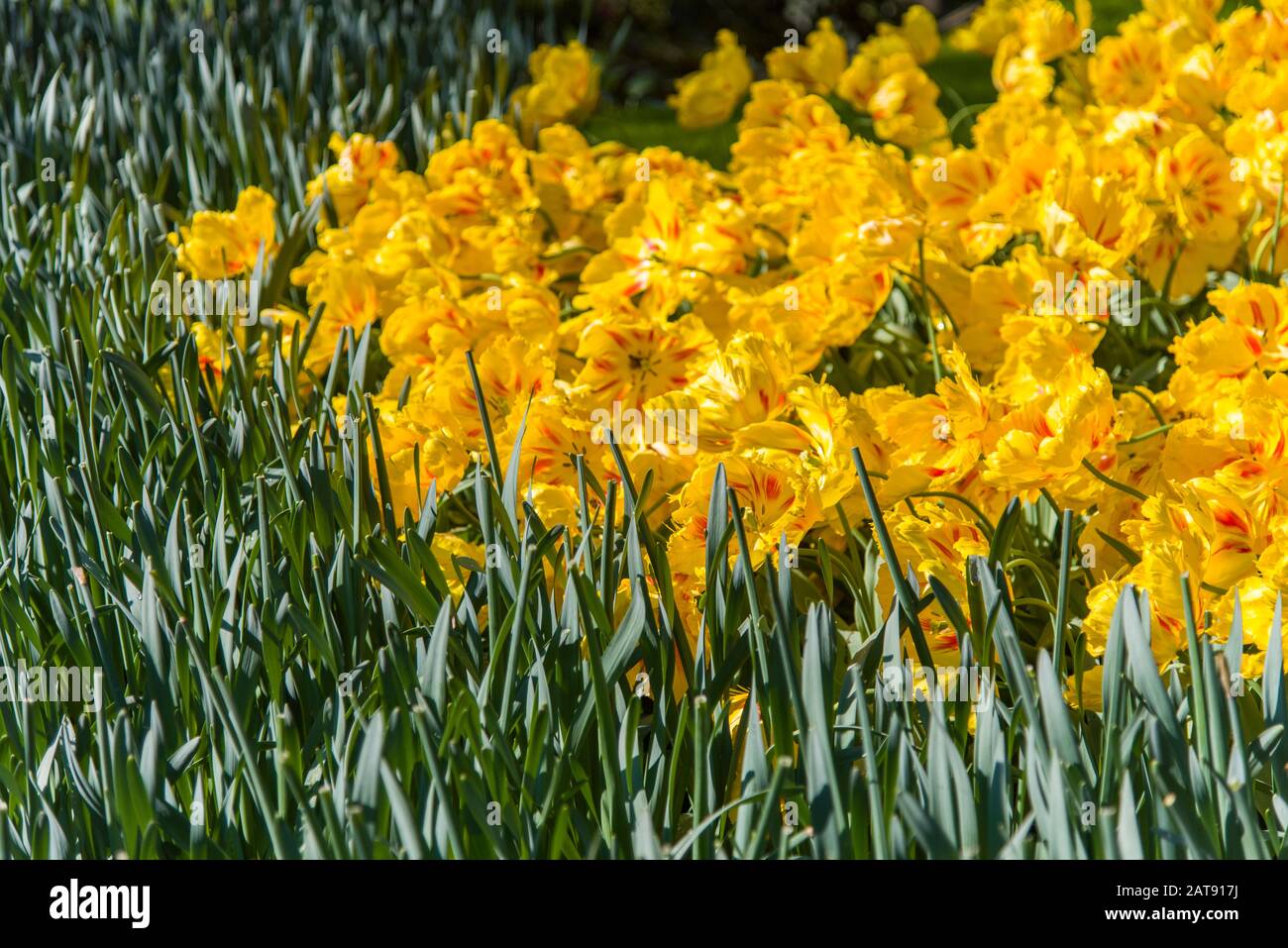 Tulips, the biggest symbol of beauty in netherlands. Field of tulips ...