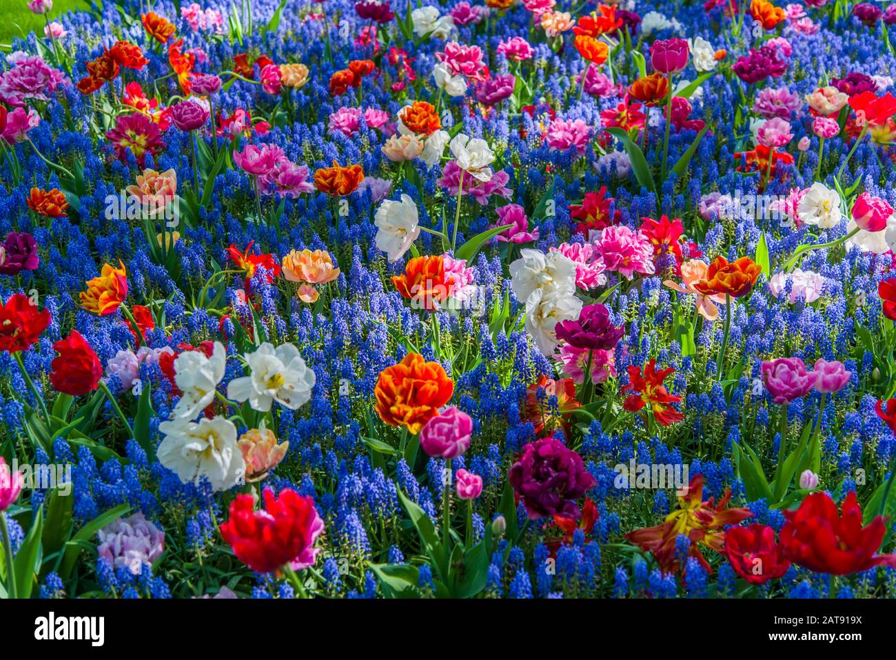 Tulips, the biggest symbol of beauty in netherlands. Field of tulips ...