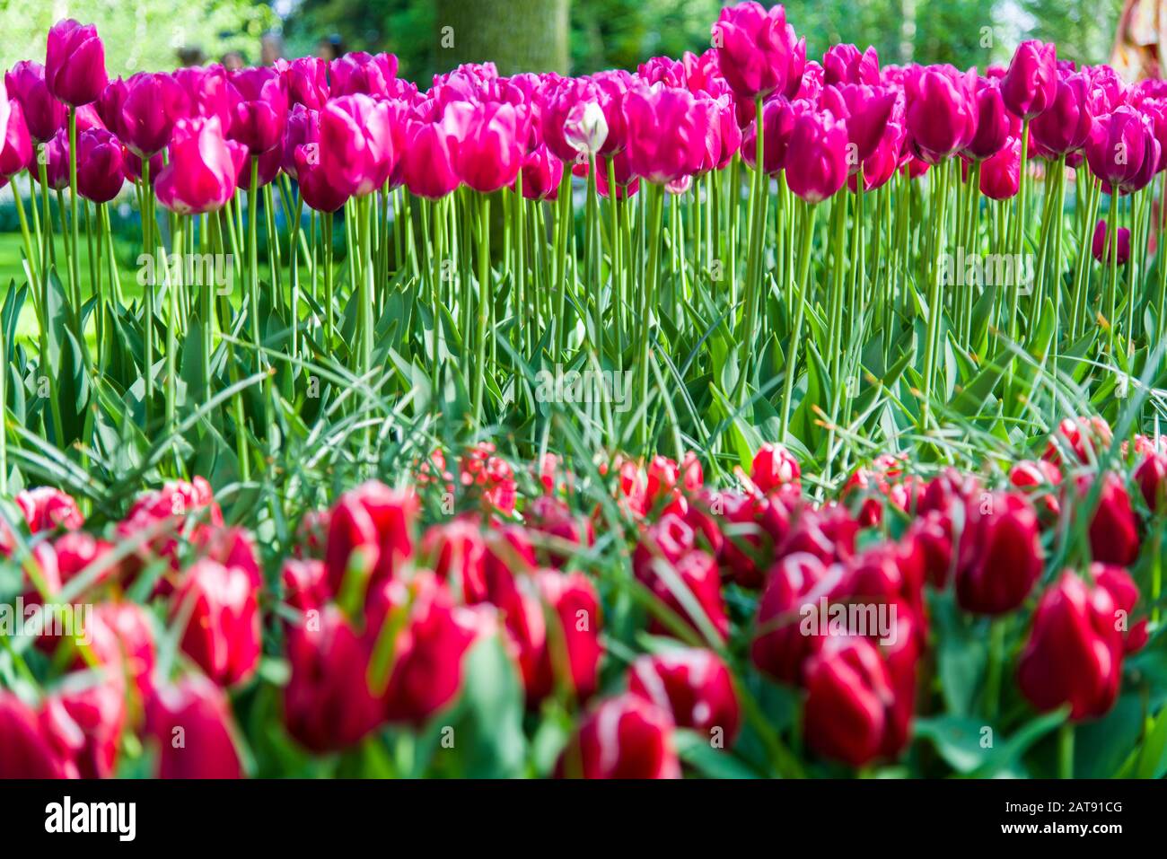 Tulips, the biggest symbol of beauty in netherlands. Field of tulips ...
