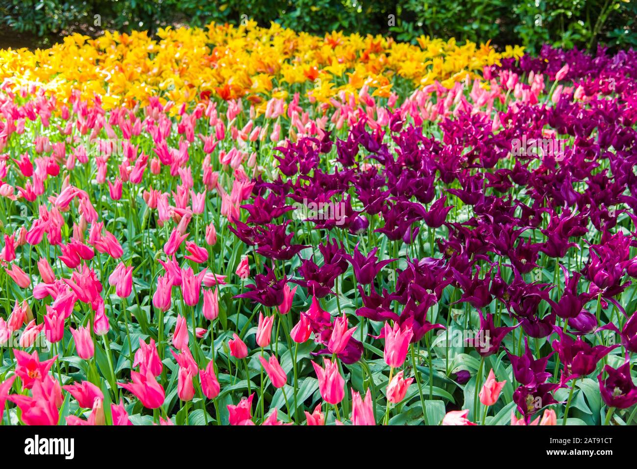 Tulips, the biggest symbol of beauty in netherlands. Field of tulips ...