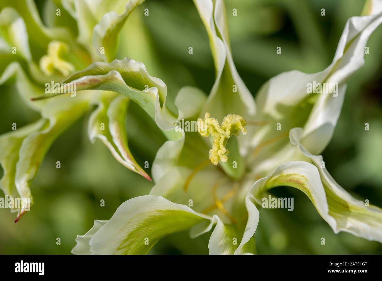 Tulips, the biggest symbol of beauty in netherlands. Field of tulips ...