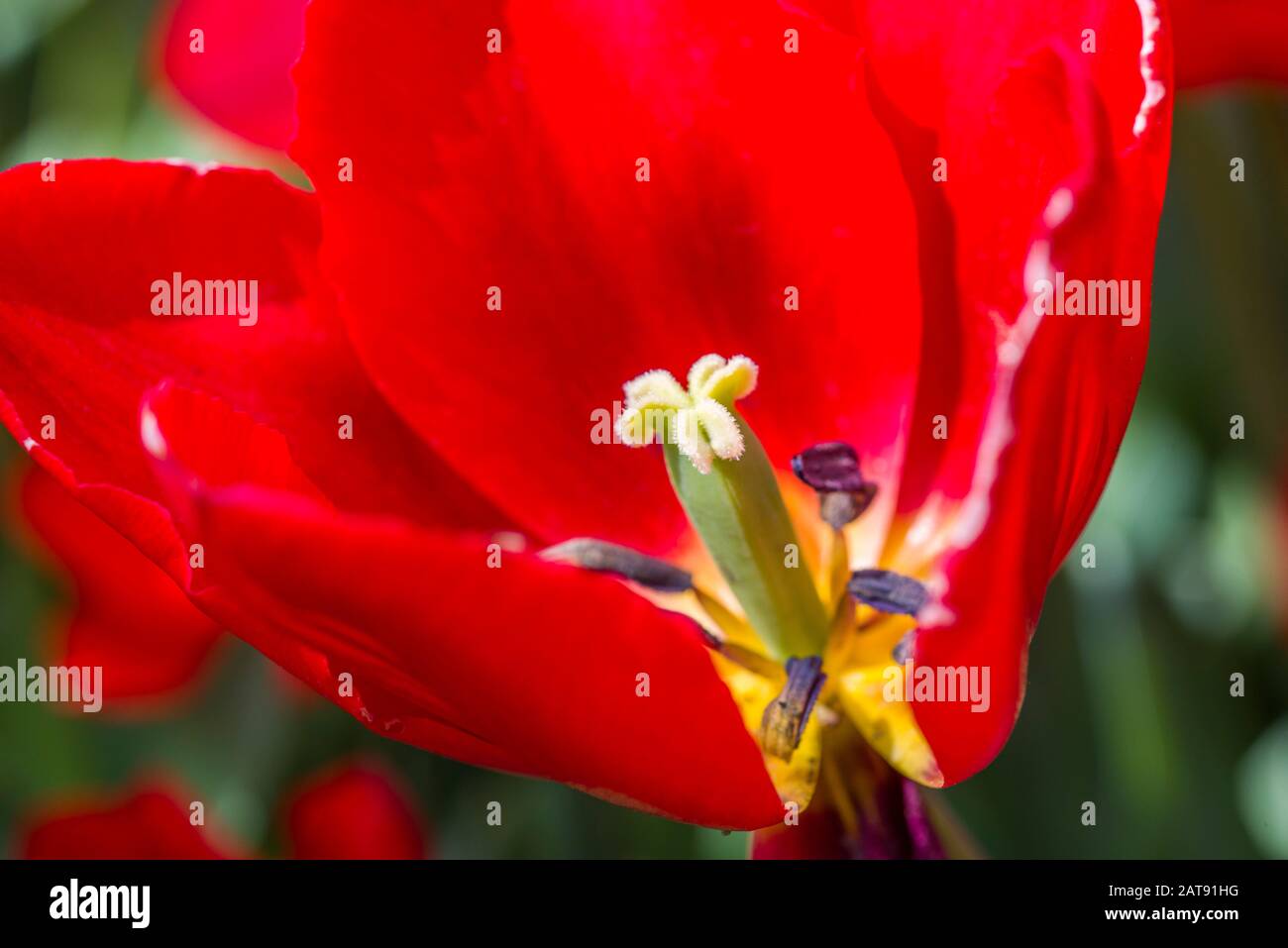 Tulips, the biggest symbol of beauty in netherlands. Field of tulips ...