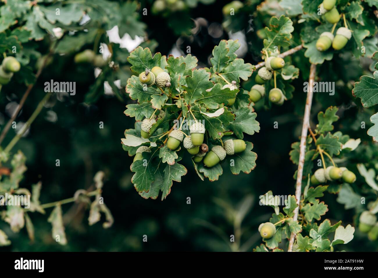 Closeup of branches with acorn on a summer day. The acorns on the oak ...