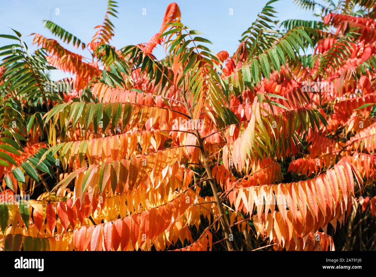 Autumn red and yellow colors of the sumac. Leaves of sumac on blue sky ...