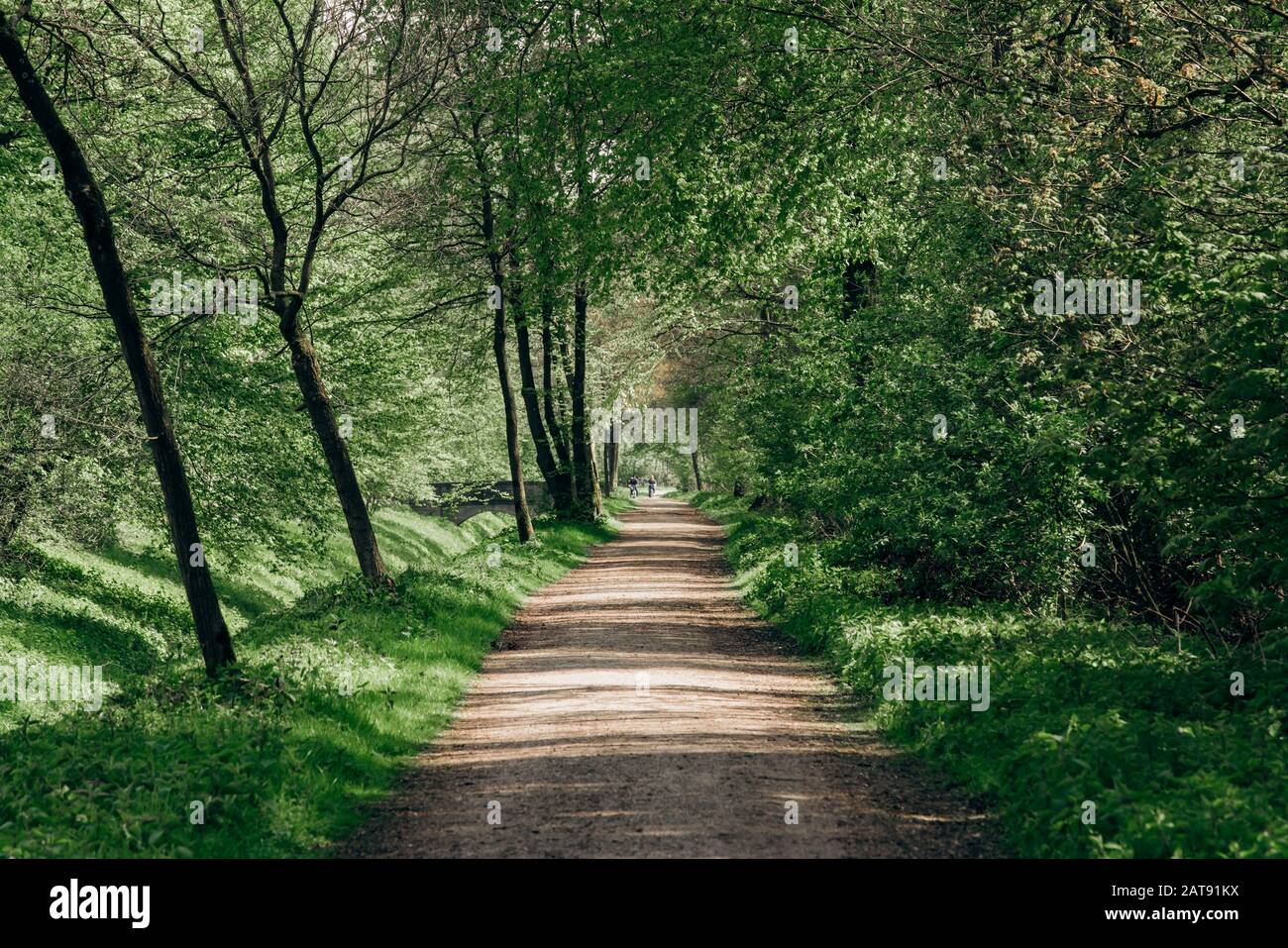 Sandy road in the Park. Beautiful road through the Park. The road near ...