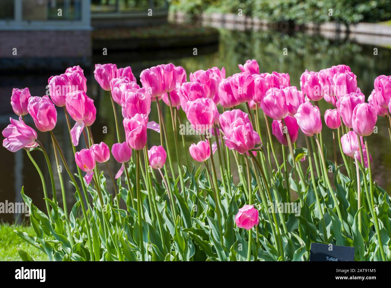 Tulips, the biggest symbol of beauty in netherlands. Field of tulips ...