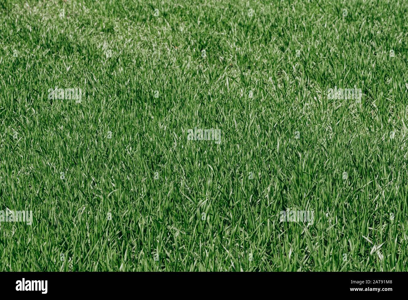 Natural green grass background. Real green grass on the background ...