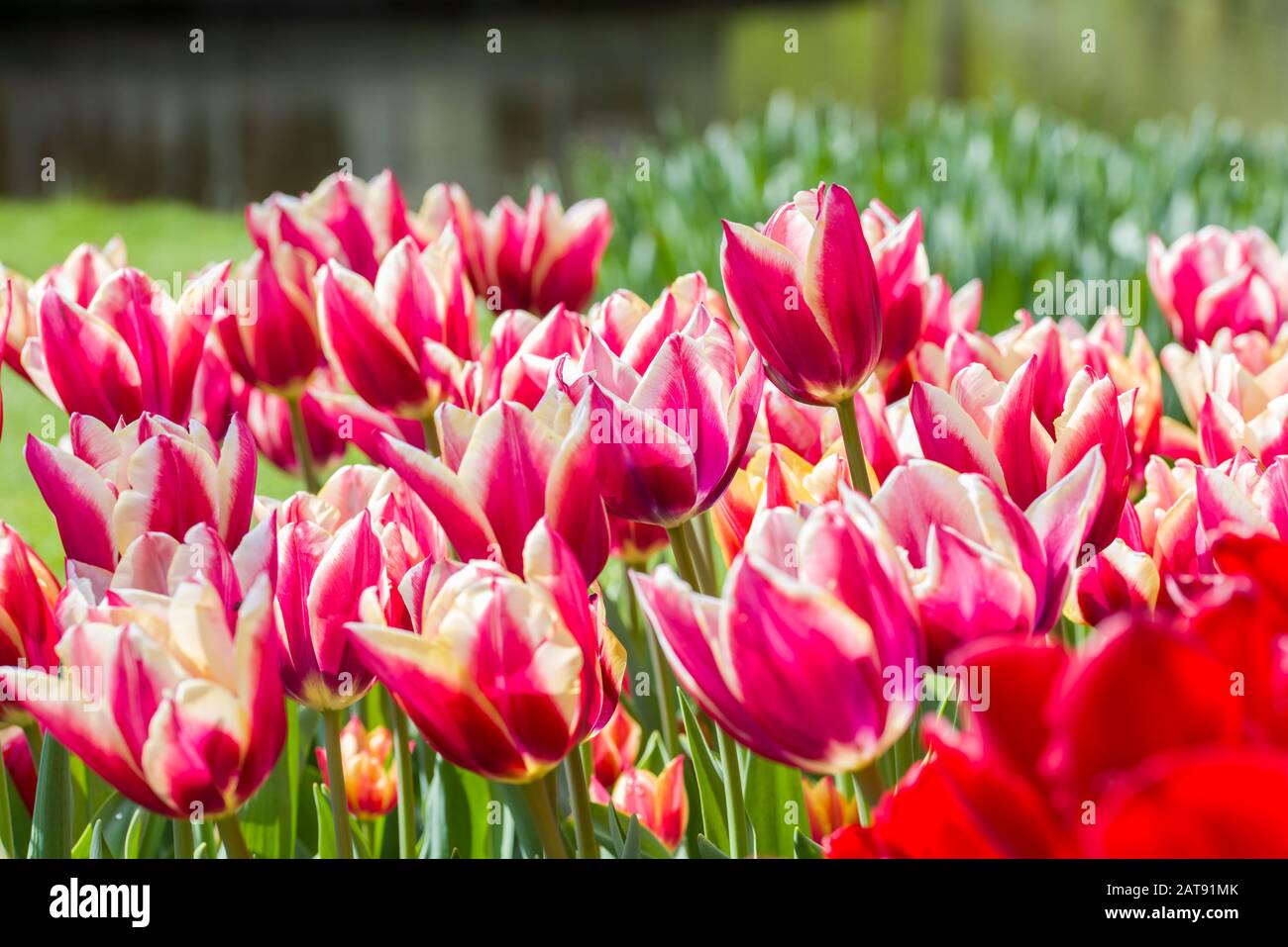 Tulips, the biggest symbol of beauty in netherlands. Field of tulips ...