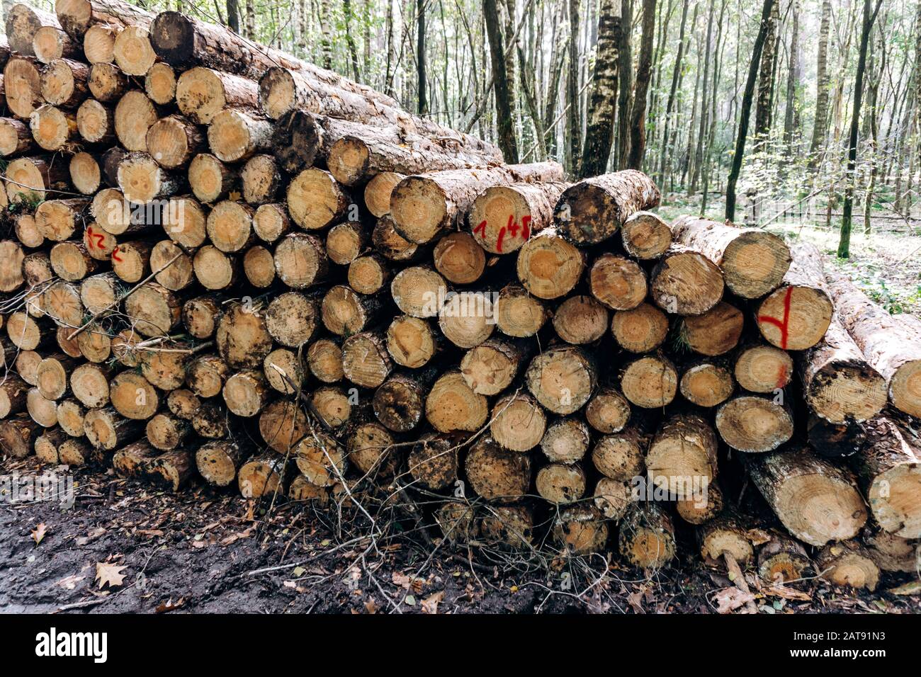 Freshly cut logs in a Pine forest, stacked Stock Photo - Alamy