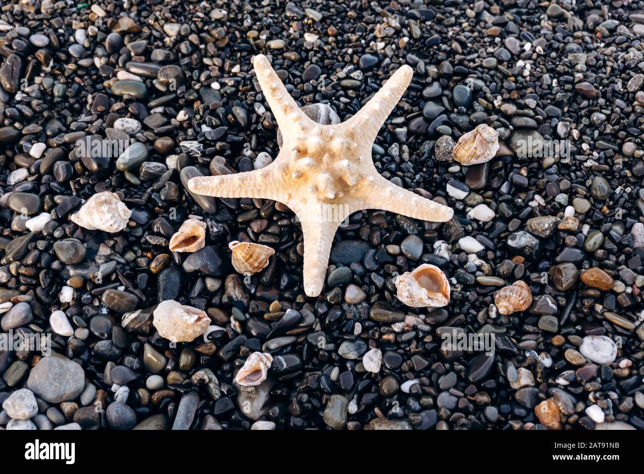 Smooth star coral hi-res stock photography and images - Alamy