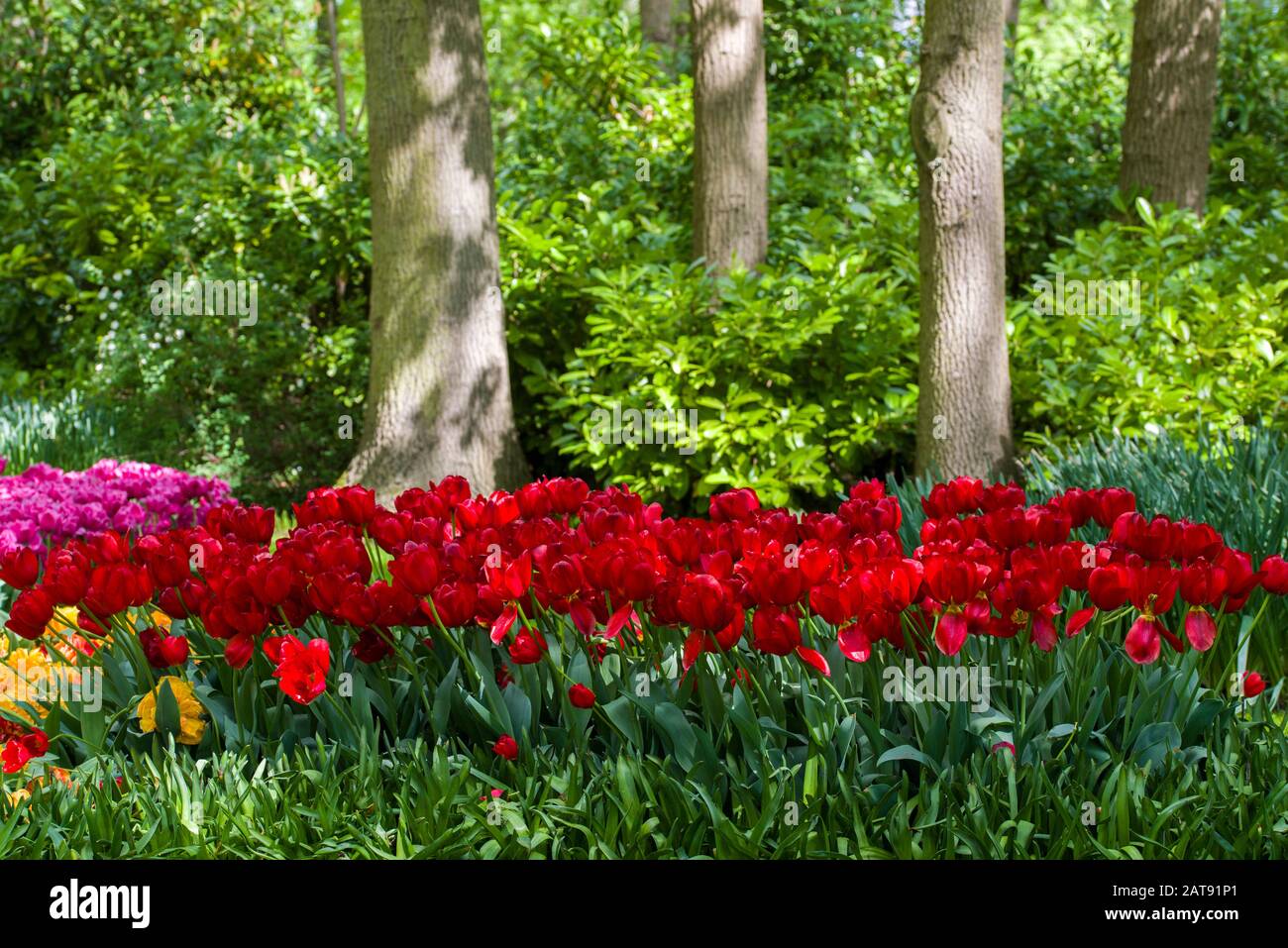 Tulips, the biggest symbol of beauty in netherlands. Field of tulips ...