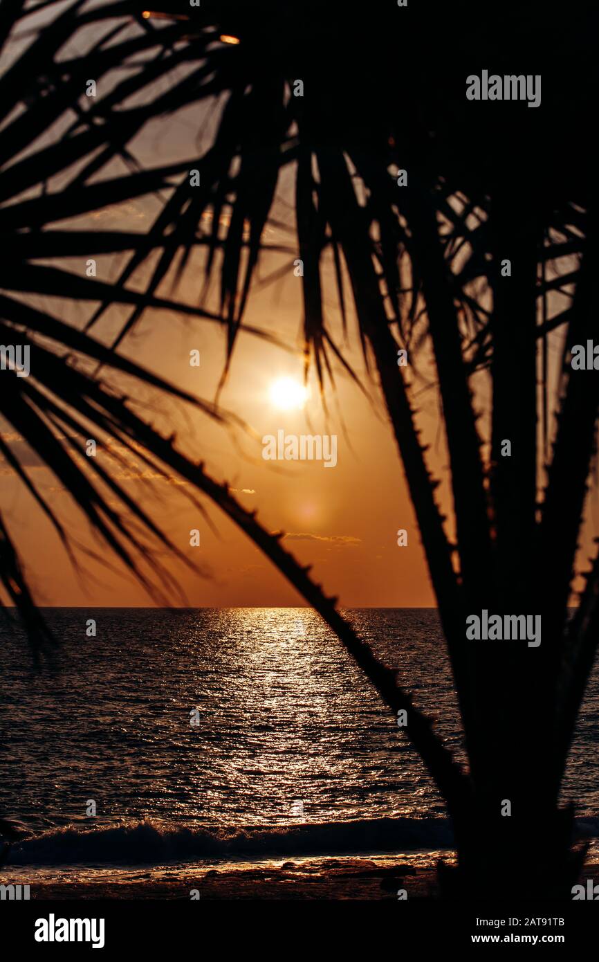 Beautiful sunset from behind a palm tree Stock Photo - Alamy