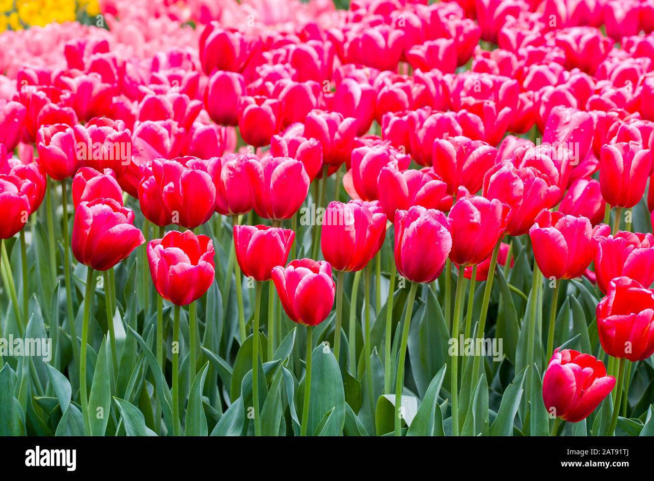 Tulips, the biggest symbol of beauty in netherlands. Field of tulips ...