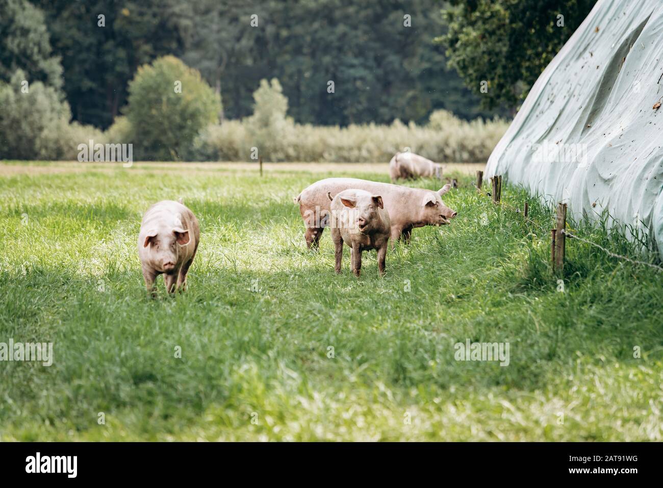 Pigs graze on farm in countryside. Pigs graze on a private farm Stock ...