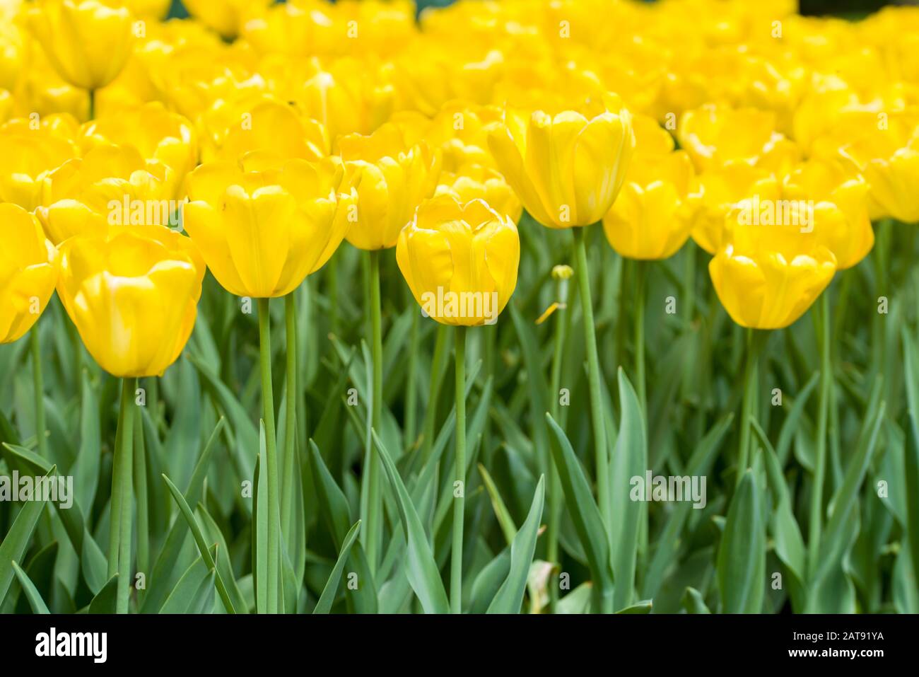 Tulips, the biggest symbol of beauty in netherlands. Field of tulips ...