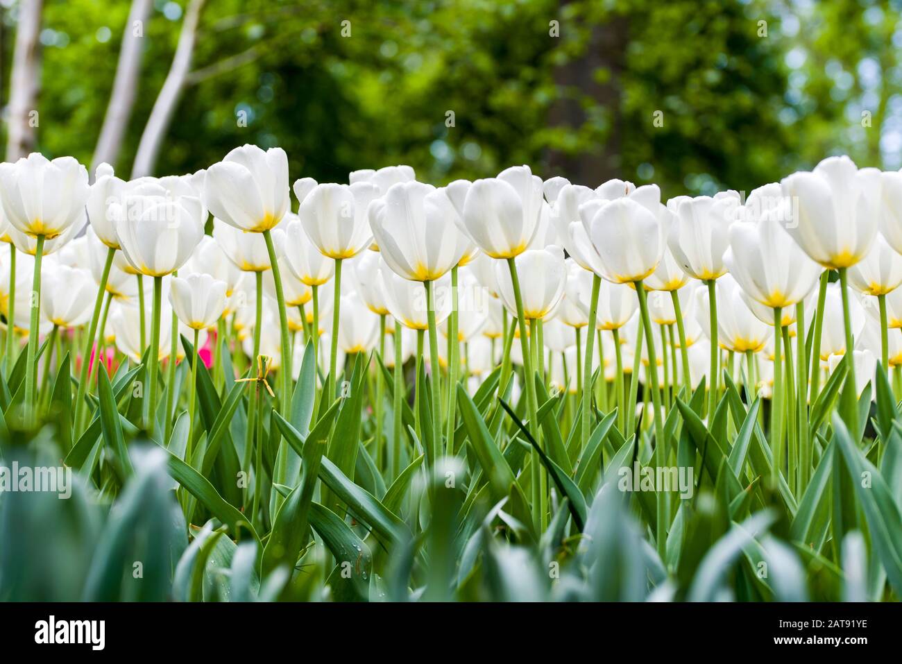 Tulips, the biggest symbol of beauty in netherlands. Field of tulips ...