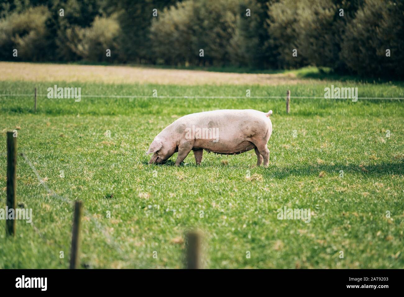Female with piglet eating grass hi-res stock photography and images - Alamy