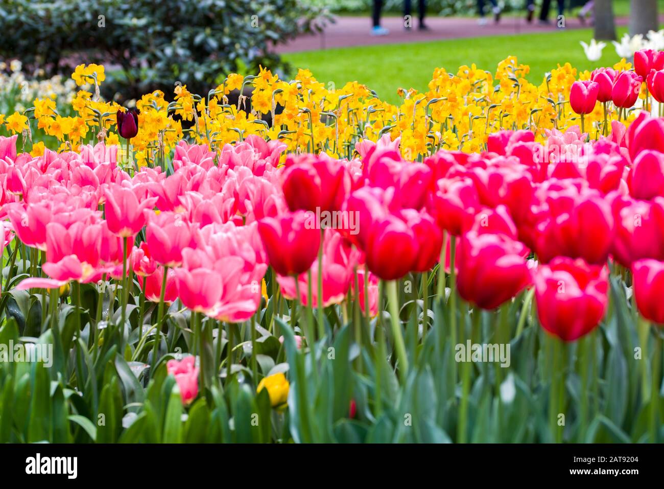 Tulips, the biggest symbol of beauty in netherlands. Field of tulips ...