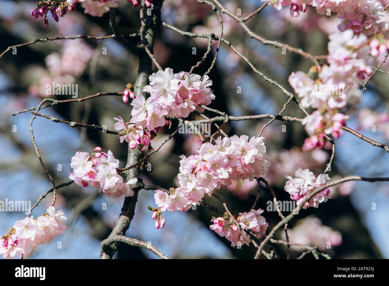 Branches of a flowering Apple tree close-up Stock Photo - Alamy