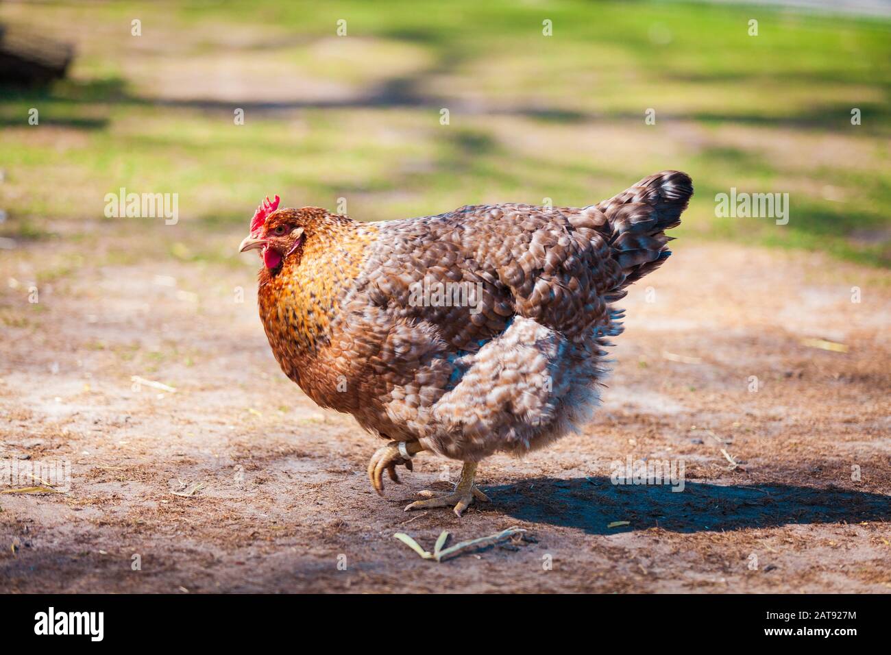 brown hen looking for food in the farm Stock Photo - Alamy