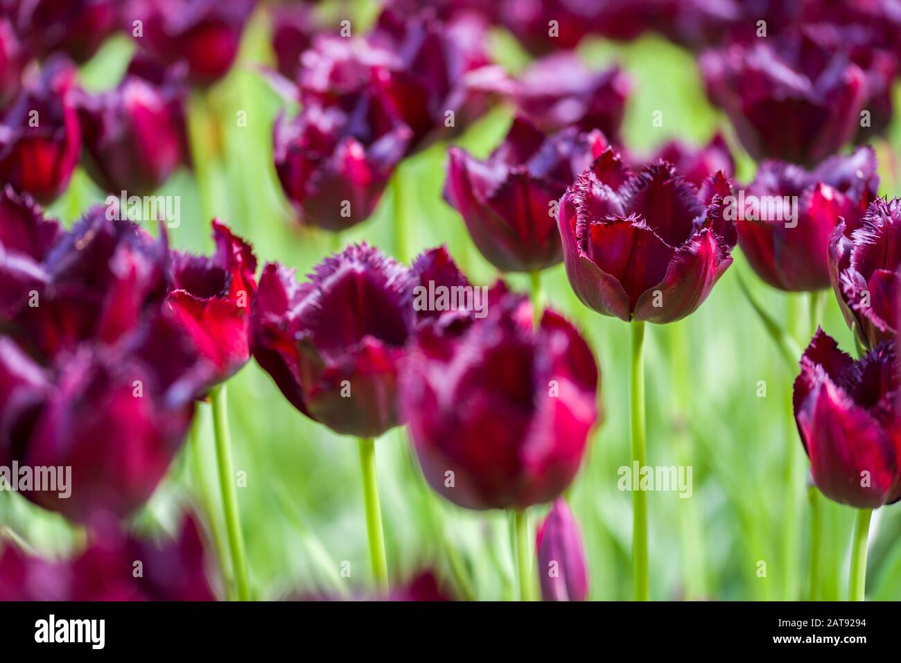 Tulips, the biggest symbol of beauty in netherlands. Field of tulips ...