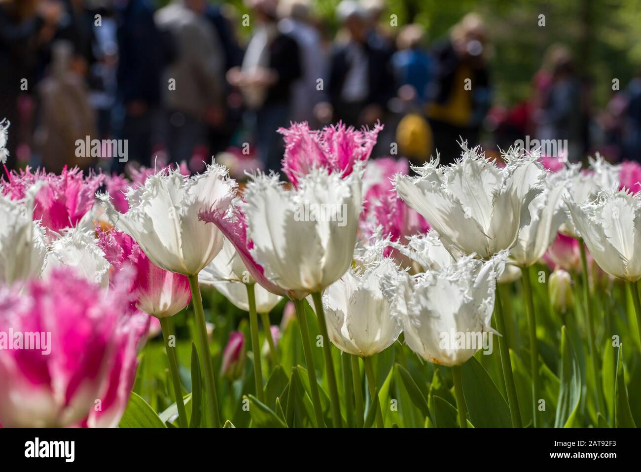 Tulips, the biggest symbol of beauty in netherlands. Field of tulips ...