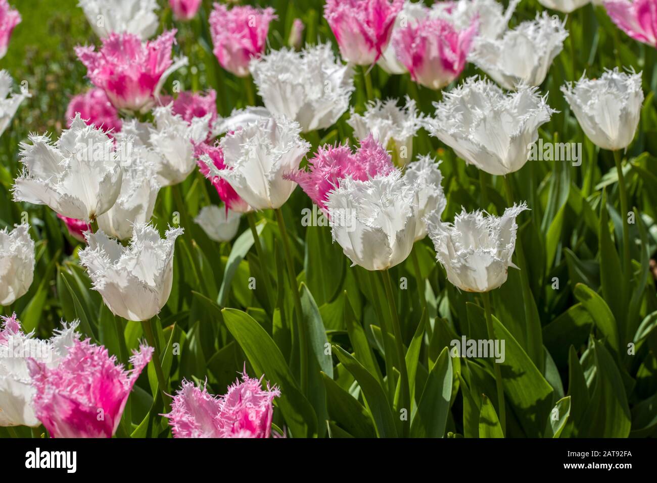 Tulips, the biggest symbol of beauty in netherlands. Field of tulips ...