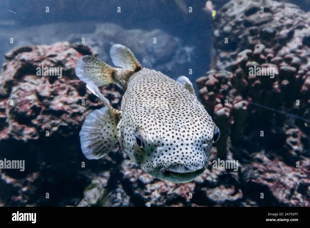 Fish diodon in the aquarium. Beautiful fish diodon Stock Photo - Alamy