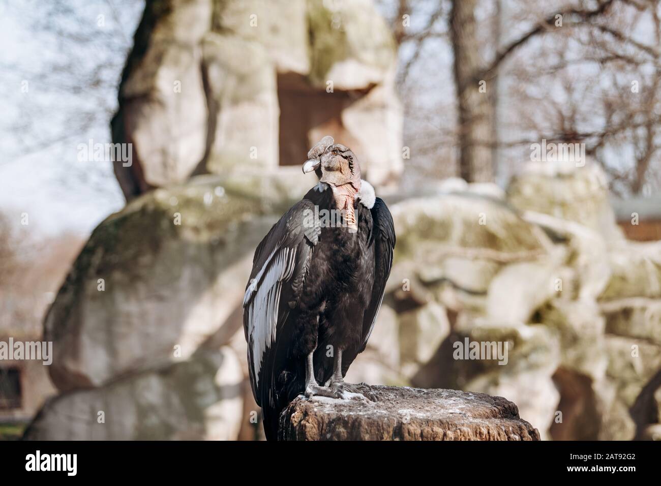 Andean condor sits on an old log cabin tree Stock Photo - Alamy