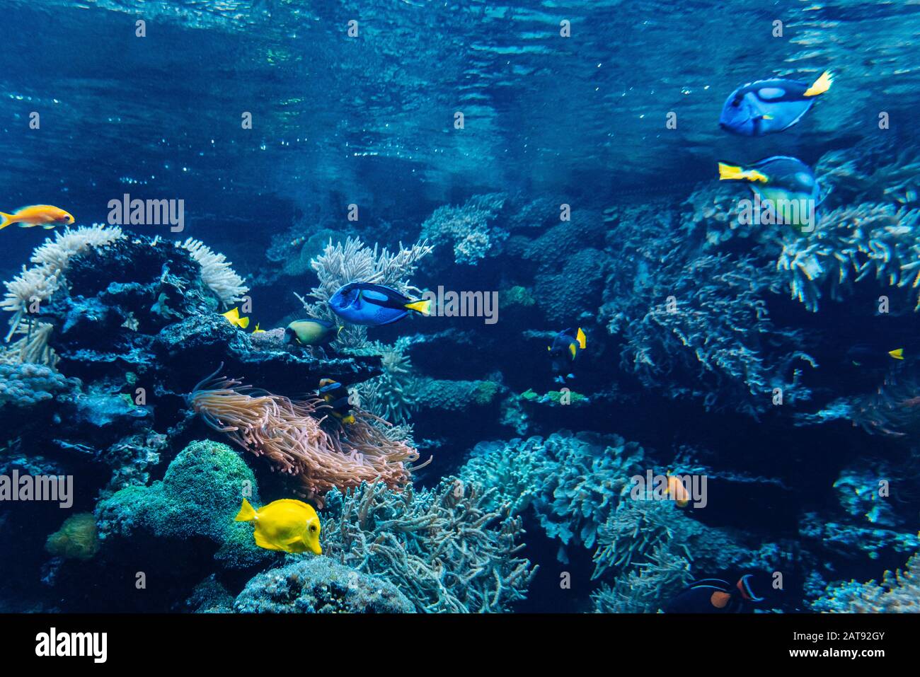 Colorful underwater offshore rocky reef with coral and sponges and ...