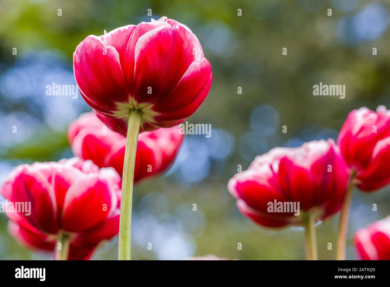 Tulips, the biggest symbol of beauty in netherlands. Field of tulips ...